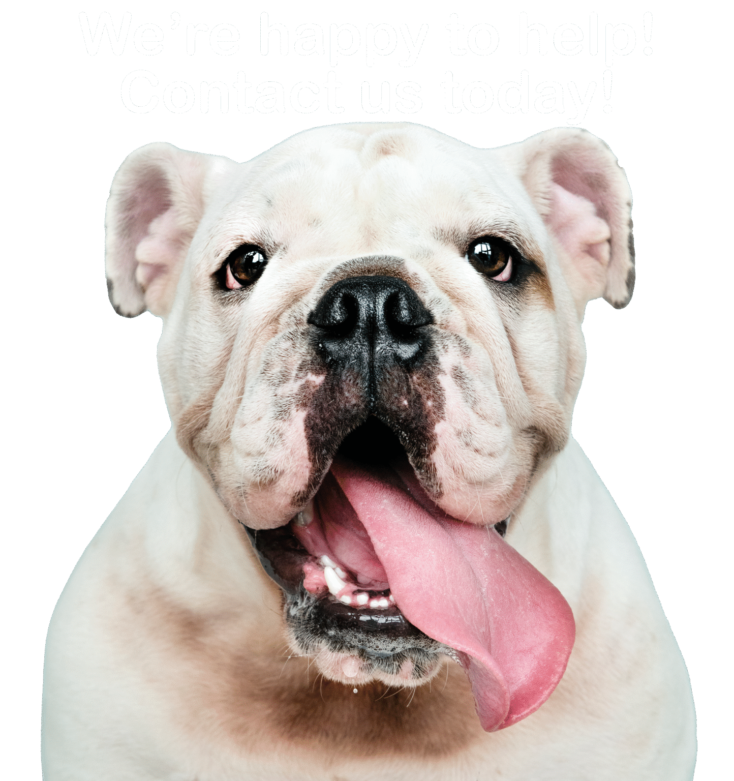Contact Puppy Poop Pros in Delaware | (302) 787-7767