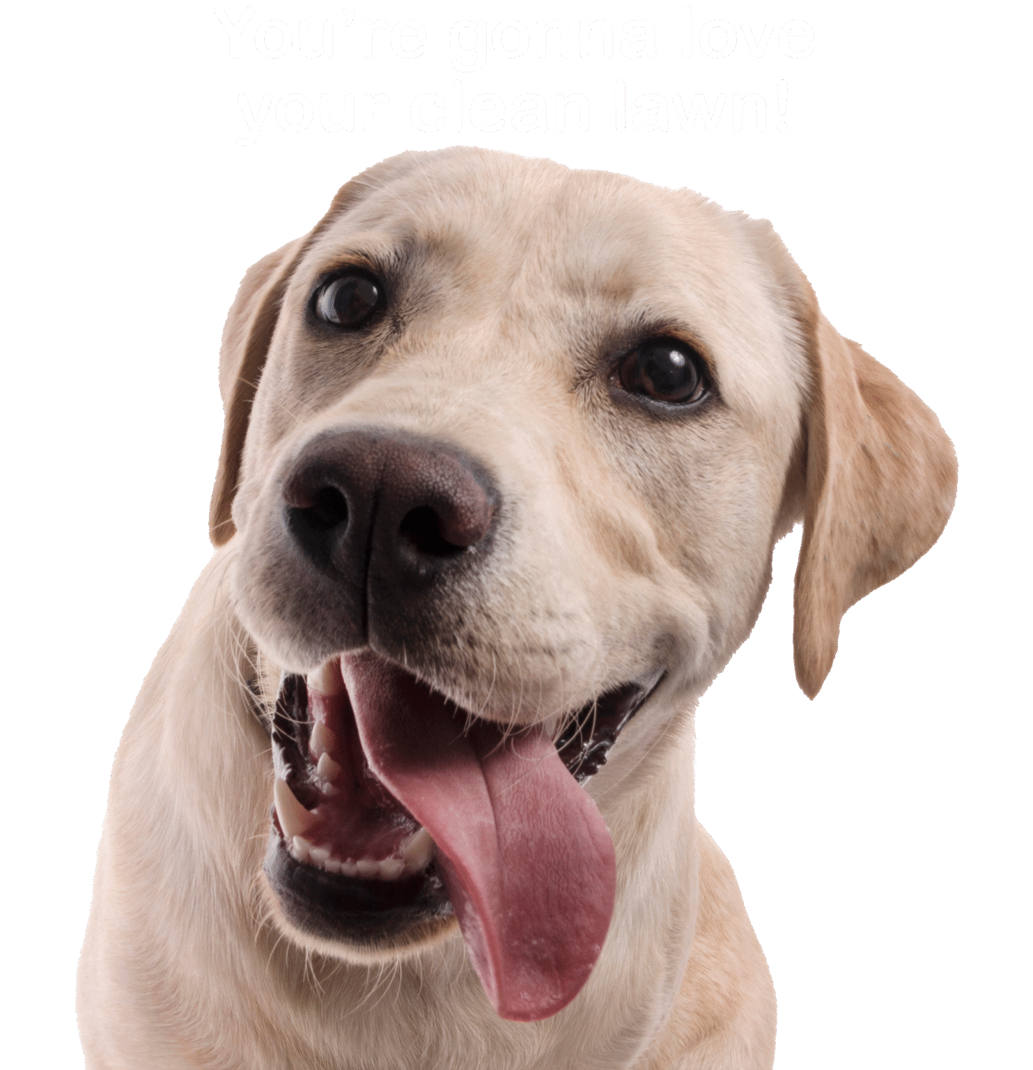 Free Estimate - Puppy Poop Pros